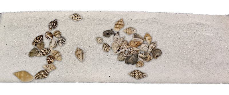 Sand Texture of Plain Sand with Sea Shells Stock Photo - Image of white ...