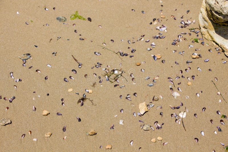 Sand Texture with Sea Shells Stock Image - Image of golden, beach ...