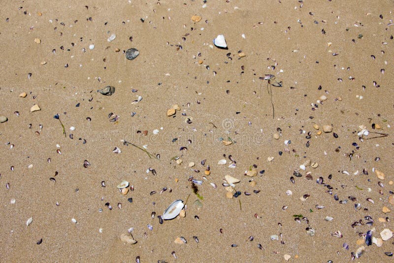 Sand Texture with Sea Shells Stock Image - Image of ocean, closeup ...