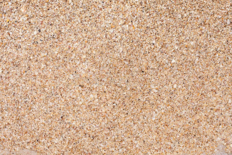 Sand Texture and Seashells on a Sunny Beach Stock Image - Image of ...