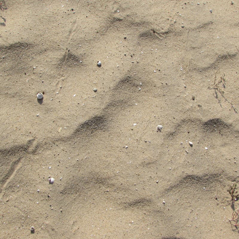 Sand texture, shells stock photo. Image of agricultural - 123573572