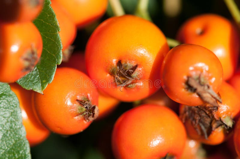 Sand Thorn Berries in Sunlight Stock Photo - Image of macro, sunlight ...