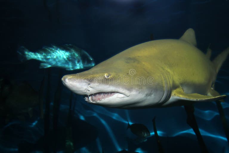 725 Sand Tiger Shark Diagram Stock Photos - Free & Royalty-Free Stock ...