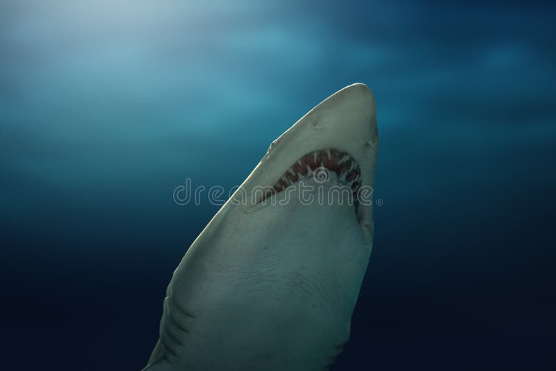 Sand Tiger Shark stock photo. Image of life, spotted - 309612164
