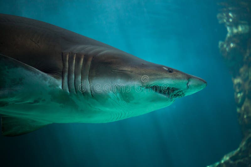 Sand Tiger Shark Carcharias Taurus Stock Photo - Image of ...