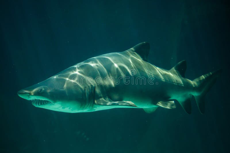 Sand Tiger Shark Carcharias Taurus Stock Photo - Image of sand, animal ...