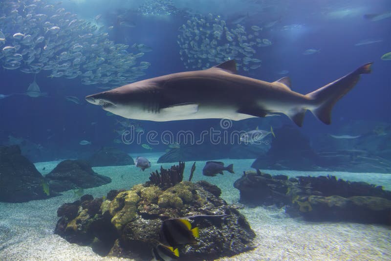 Sand Tiger Shark Underwater Stock Photo - Image of animal, fish: 299278688