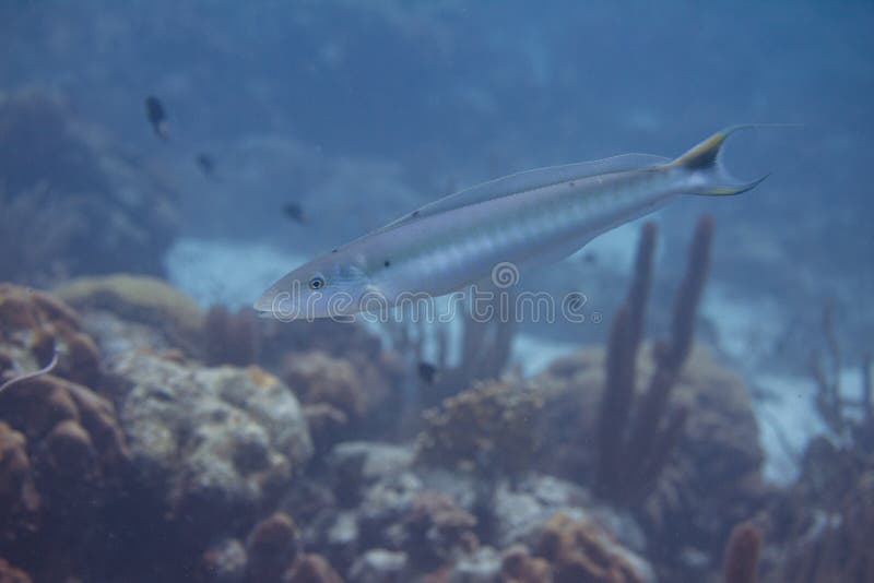 Sand Tilefish stock image. Image of aqualung, leeward - 163505167