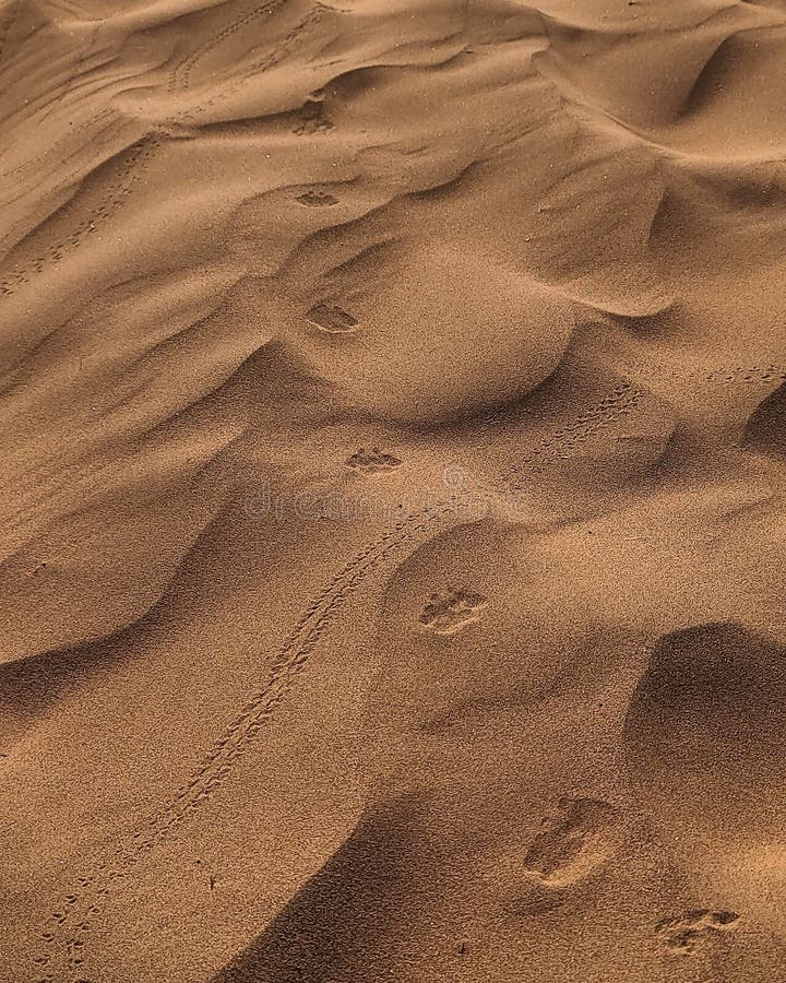 Sand Tracks in Death Valley Foryou Stock Image - Image of hardwood ...