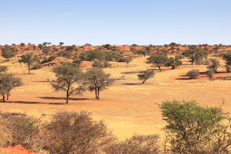 Kalahari Namibia stock image. Image of raod, african - 99607227