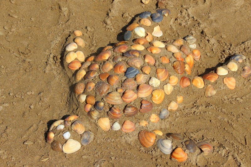 A Sand Turtle with a Shell Made of Seashells Stock Image - Image of ...