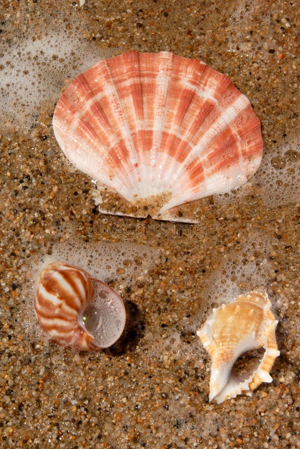 Sand-und Seeshells stockfoto. Bild von fibonacci, sonne - 3165428