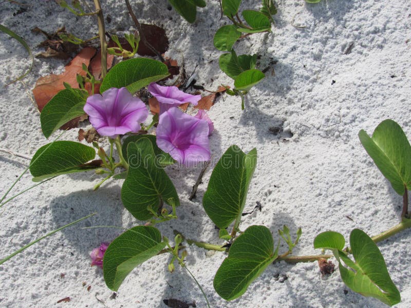 Sand vines stock image. Image of tree, leaf, produce - 249213777