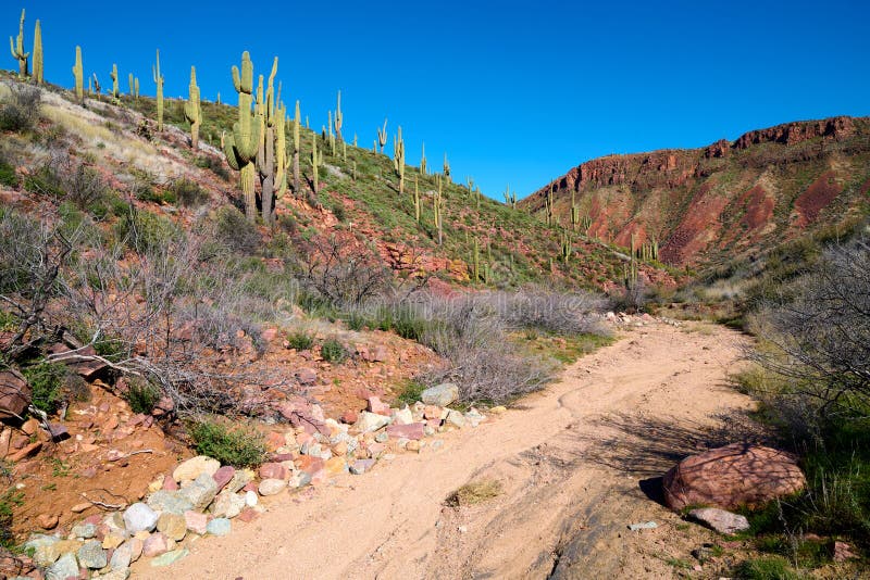 Sand Wash with Saguaro Cactus Growing on a Rocky Hillside Stock Image ...