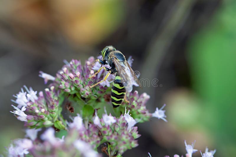 The Sand Wasp Bembix Rostrata on a Flower Stock Photo - Image of detail ...
