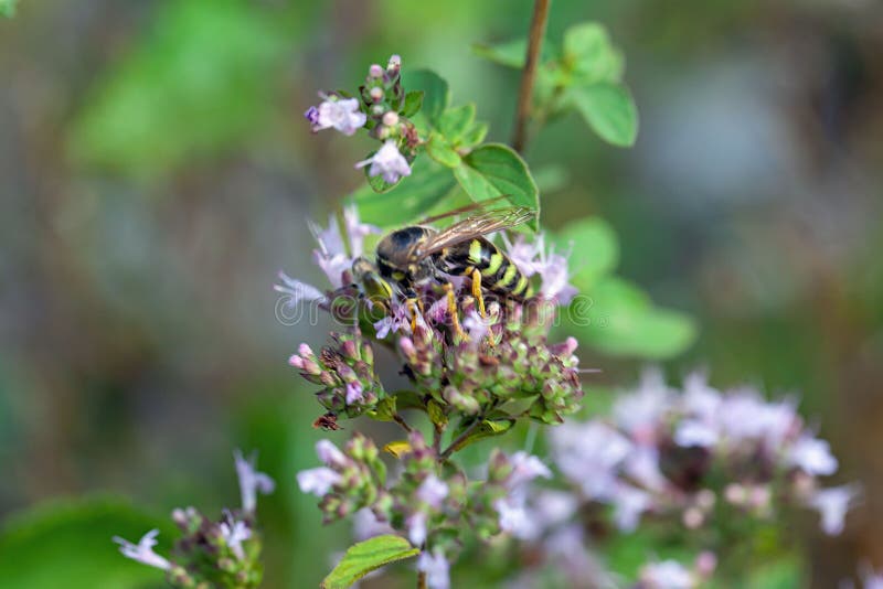 The Sand Wasp Bembix Rostrata on a Flower Stock Image - Image of ...