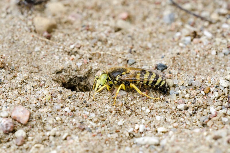 Wasp in it s burrow stock image. Image of wasps, larvae - 49823137