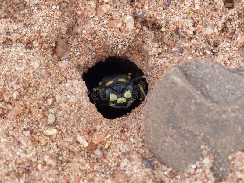 Sand Wasp in Burrow stock image. Image of extreme, macro - 164942205