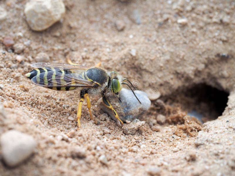 Sand Wasp Dragging a Huge Stone Stock Image - Image of nature, closeup ...