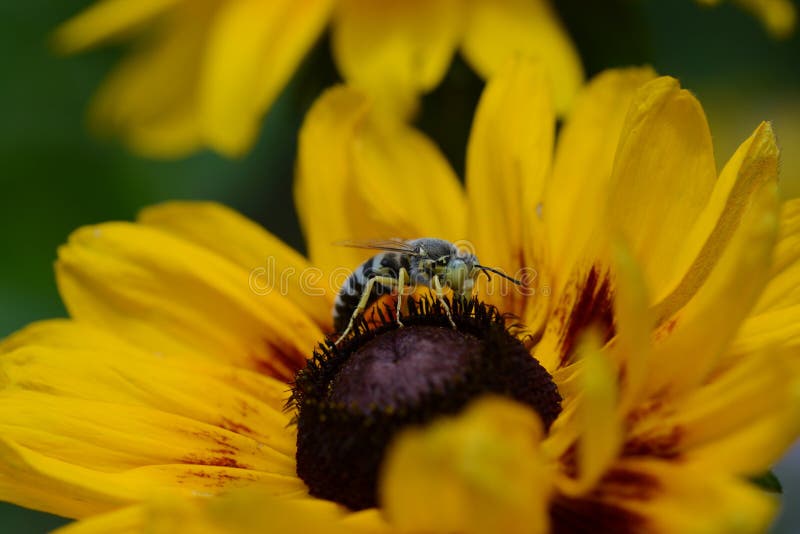 Sand Wasp Feeds on Pollen in a Bright Flower Stock Photo - Image of ...