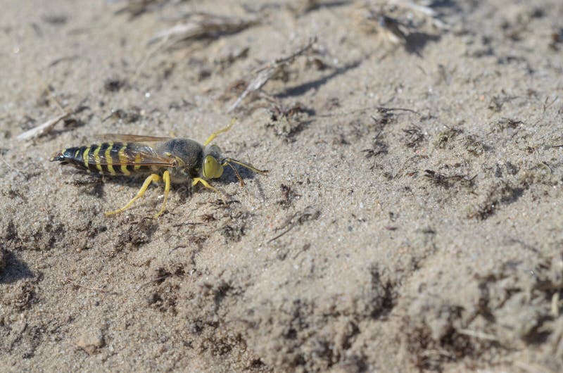 The Sand Wasp is an Insect that Burrows in the Sand. the Wasp Drags the ...