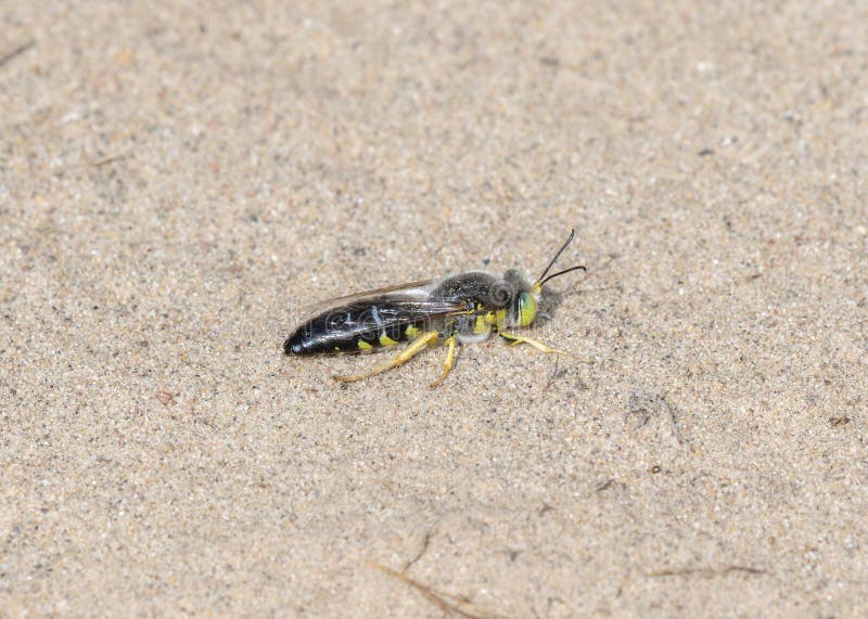Sand Wasp of Genus Bembix Colorado on Colorado S Sandy Soil Stock Image ...