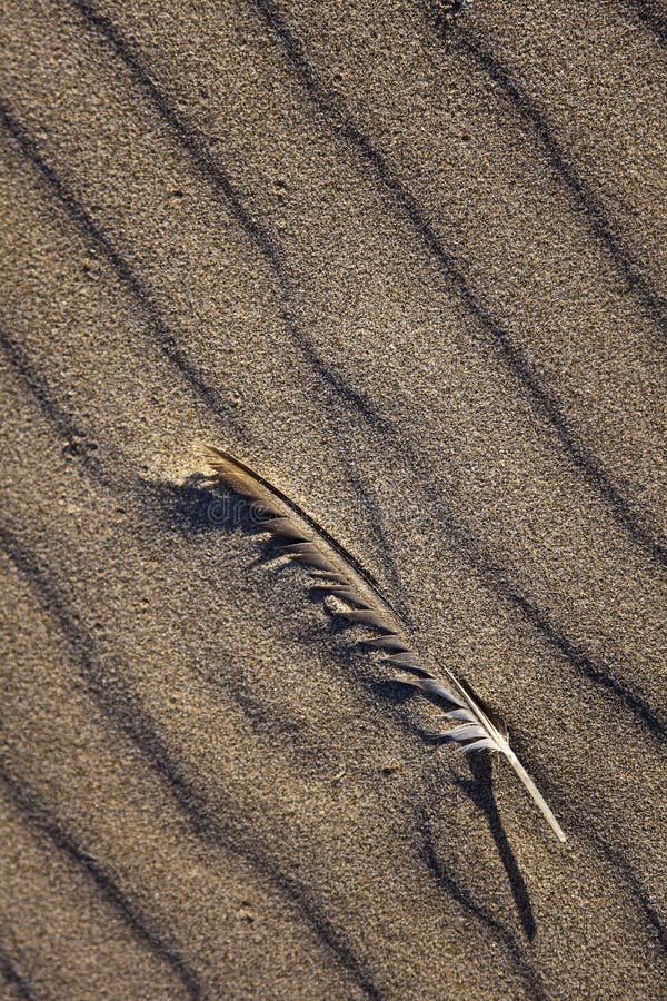 Sand Waves and Feather Background Stock Image - Image of sand, feather ...
