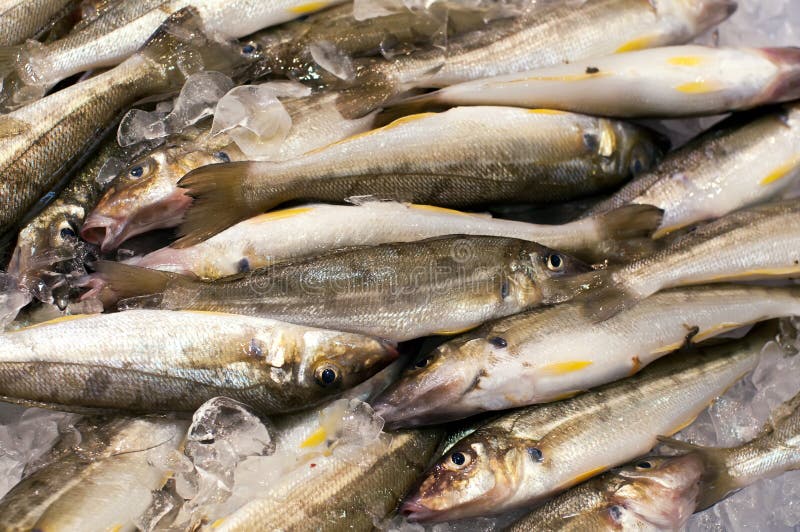 Sand whiting stock image. Image of ocean, food, ciliata - 16759469