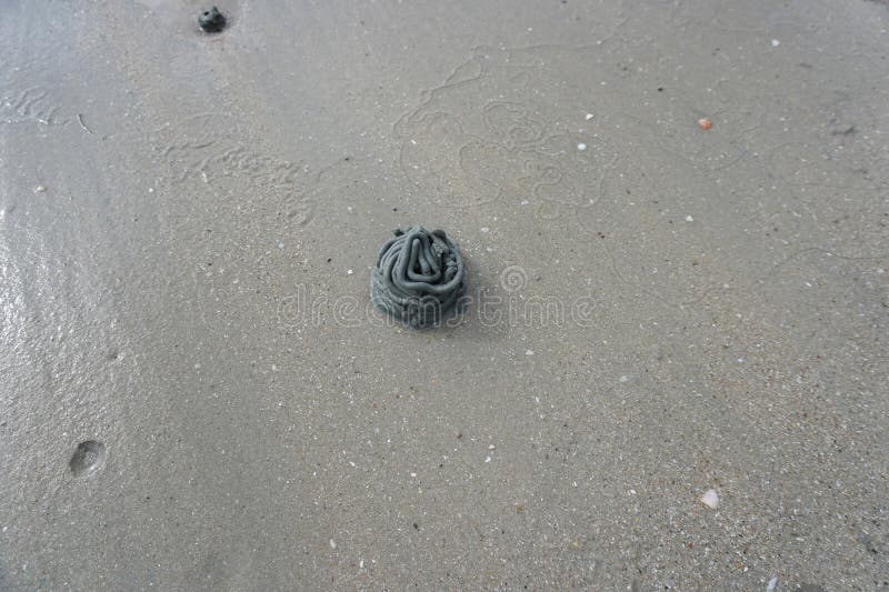 Sand Worm Mudflats at Sandy Beach Stock Photo - Image of ocean, nature ...