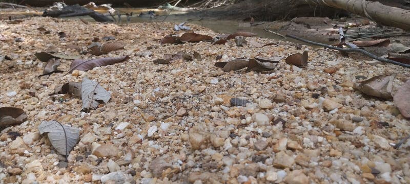 Sand Yellow beside Small River at the Forest Stock Photo - Image of ...