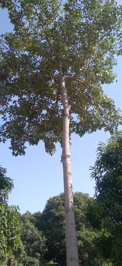 Sandal Tree stock image. Image of fragrance, vegetation - 234075009