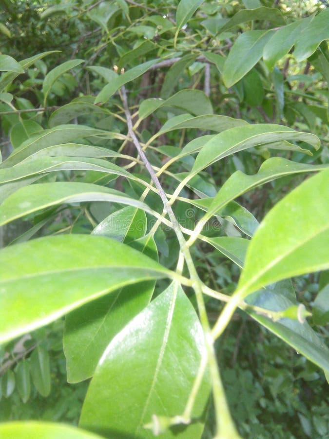 Sandal wood seed stock image. Image of sandal, seed - 164440217