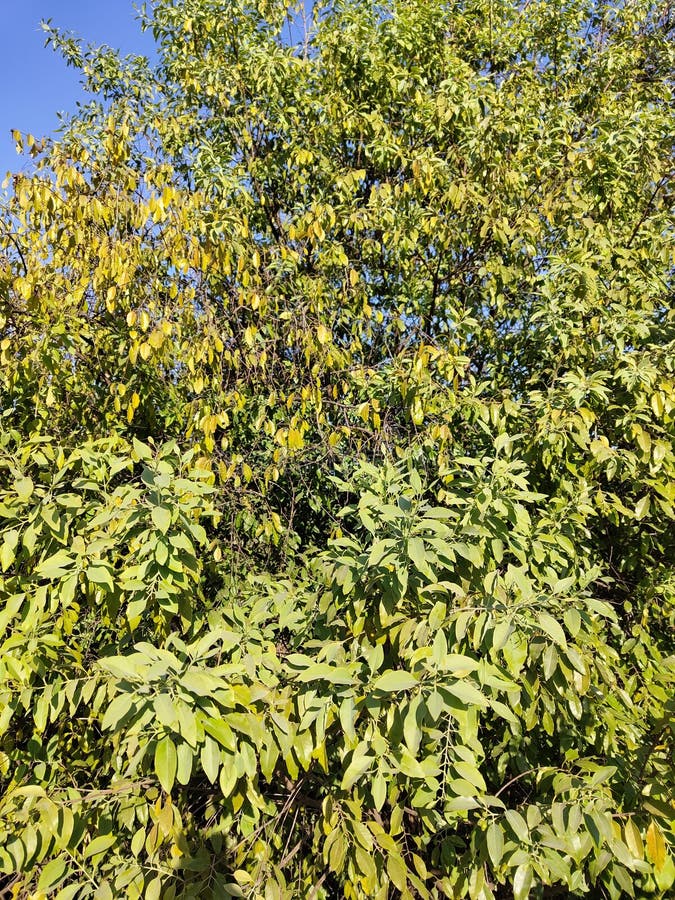 Sandalwood Tree with Green Leaf Stock Image - Image of sandalwood ...