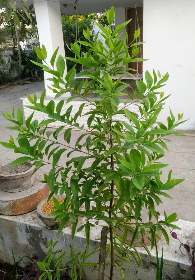 Sandalwood Tree, Popular Ayurvedic Plant Stock Image - Image of ...
