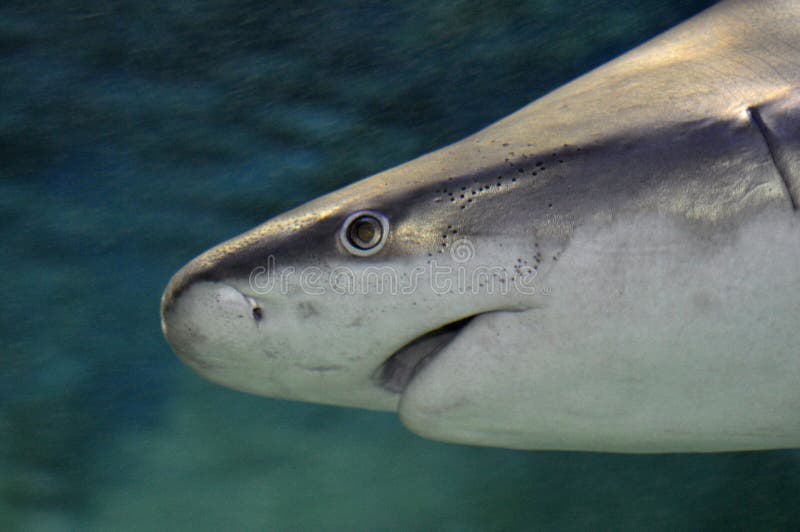 Sandbar Shark with Fish stock image. Image of predator - 99924855