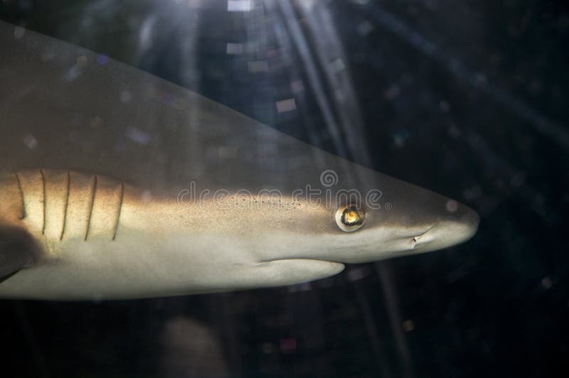 Sandbar Shark with Fish stock image. Image of predator - 99924855