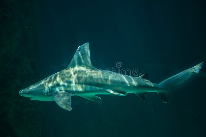 Sandbar Shark Carcharhinus Plumbeus. Stock Image - Image of animal ...