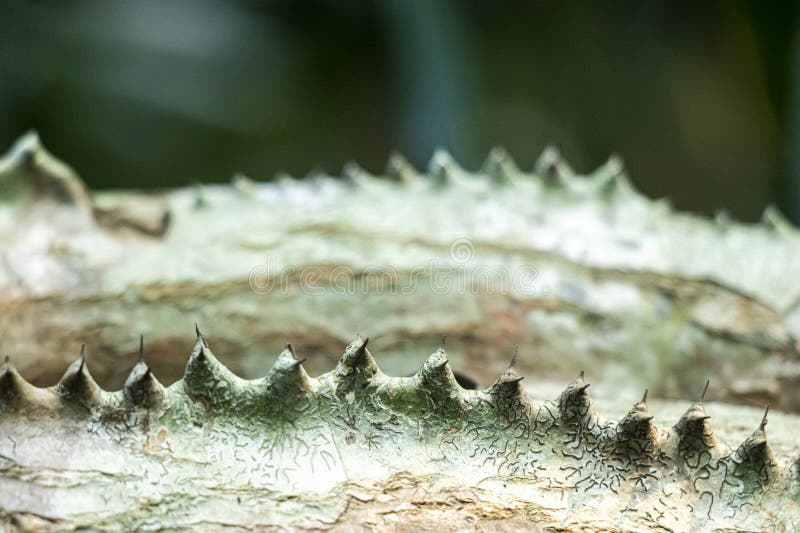 The Sandbox Tree is a Fast Growing Species Branches Covered in Sharp Spines Stock Image - Image ...