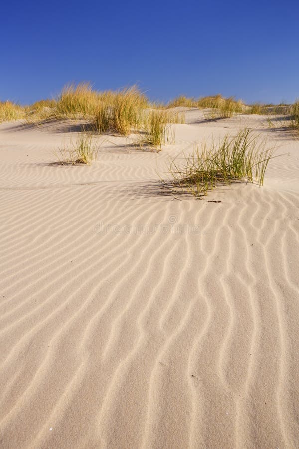 Sanddyner med kranar fotografering för bildbyråer. Bild av tydlig ...