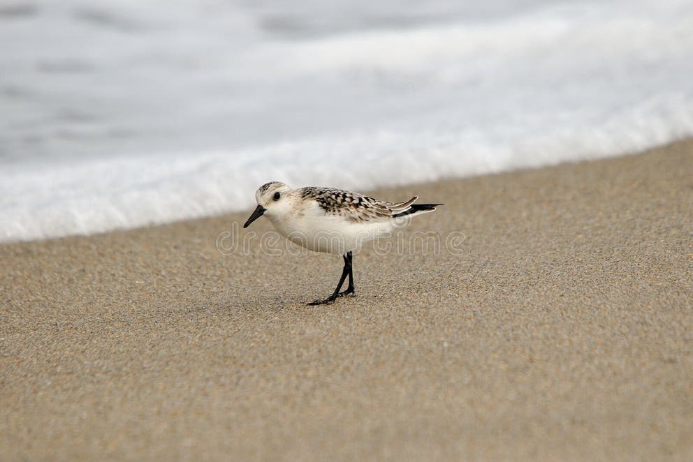 Sanderling stock photo. Image of beach, sanderling, animal - 10656522