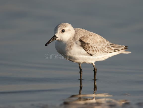 Sanderling stock photo. Image of coast, undomesticated - 13530130