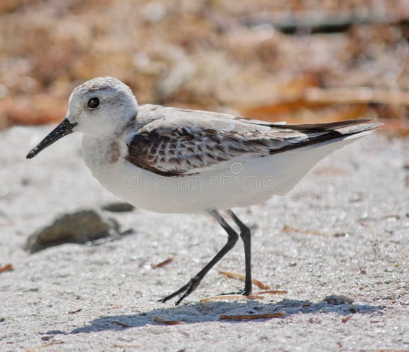 Sanderling stock photo. Image of winter, sanderling, walking - 22498856