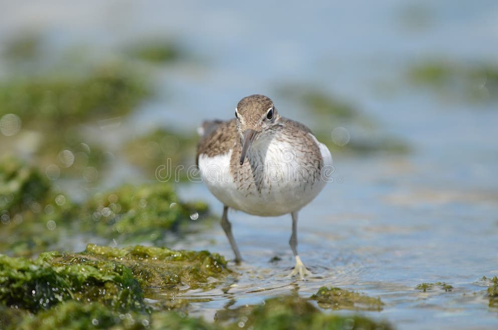 Sanderling in denmark stock image. Image of edge, landscape - 25708449