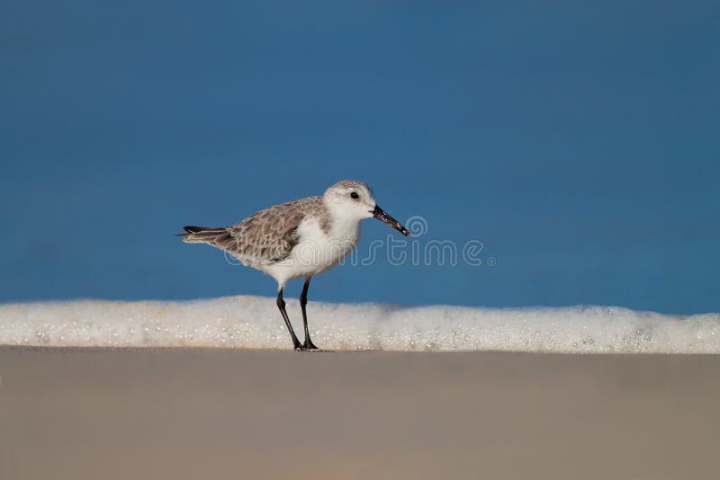 Sanderling stock image. Image of beak, resting, feather - 28635085