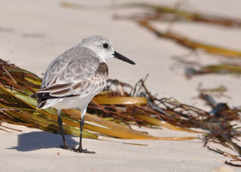 Sanderling on Beach stock photo. Image of sand, animal - 8369058