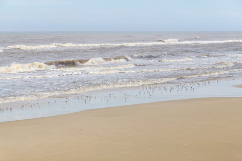 Sanderling at the beach stock image. Image of tavares - 85611079