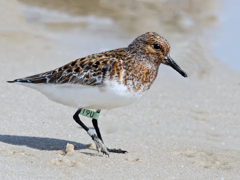 Sanderling on Beach stock photo. Image of calidris, nature - 71586290