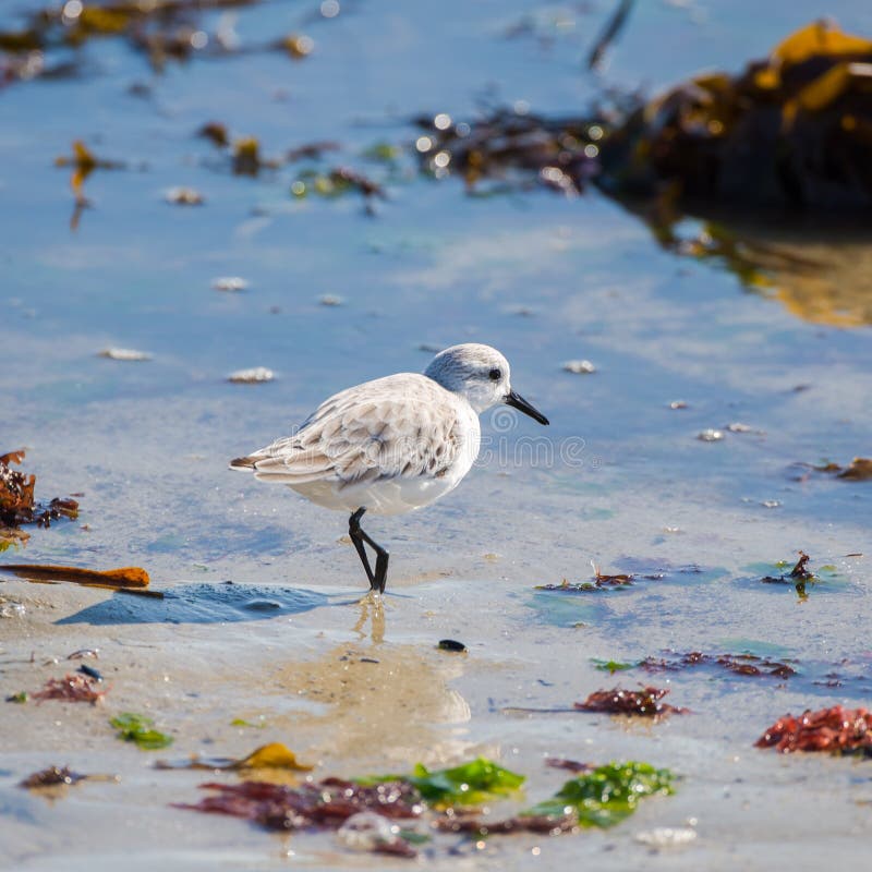Sanderling, bird stock photo. Image of beach, birds - 130982842