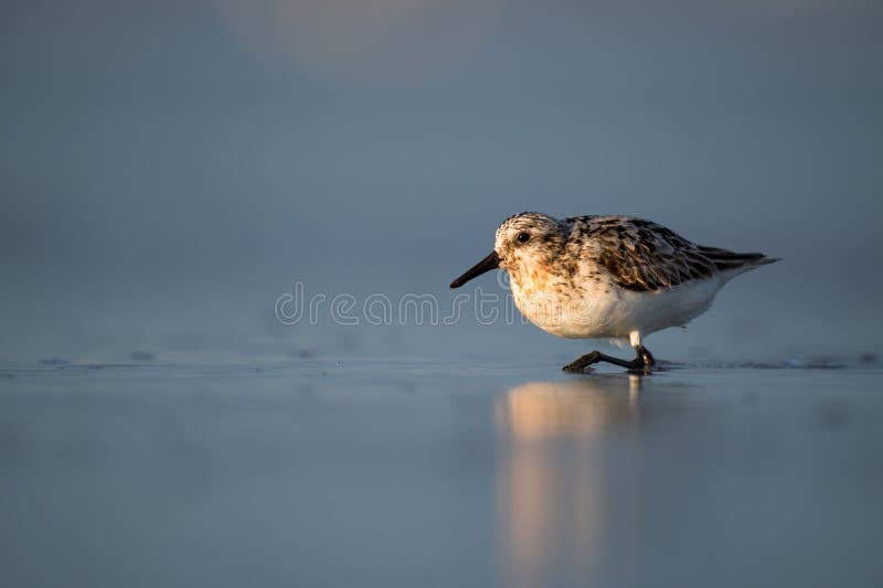 Sanderling Bird Walks in the Shallow Water Stock Photo - Image of bird ...