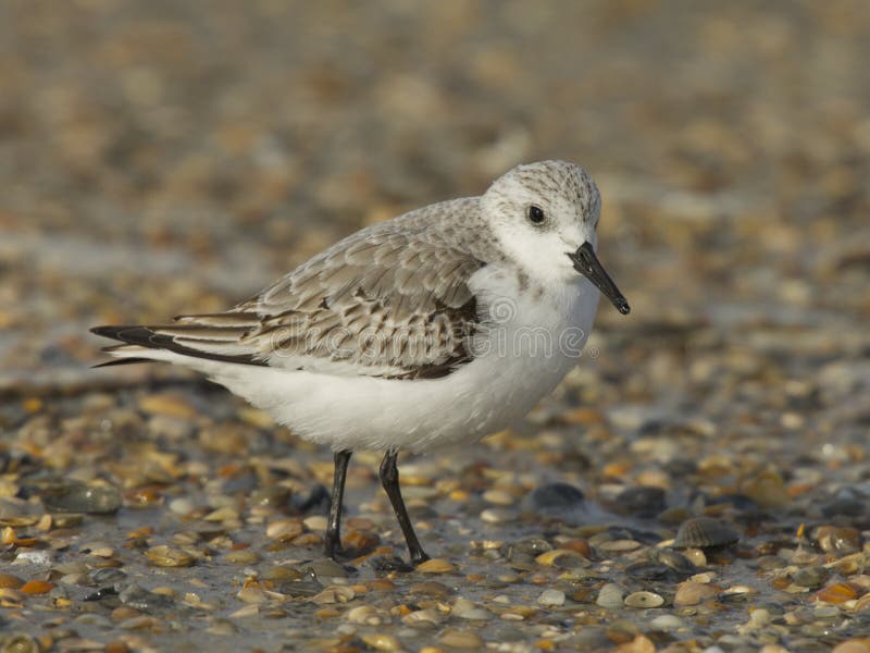Calidris alba - Sanderling stock image. Image of calidris - 30711791